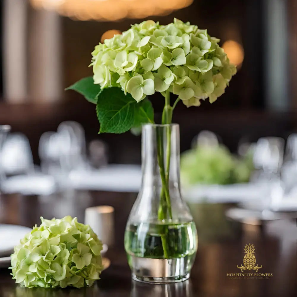 Mini Green Hydrangeas, 60 Stems – Hospitality Flowers